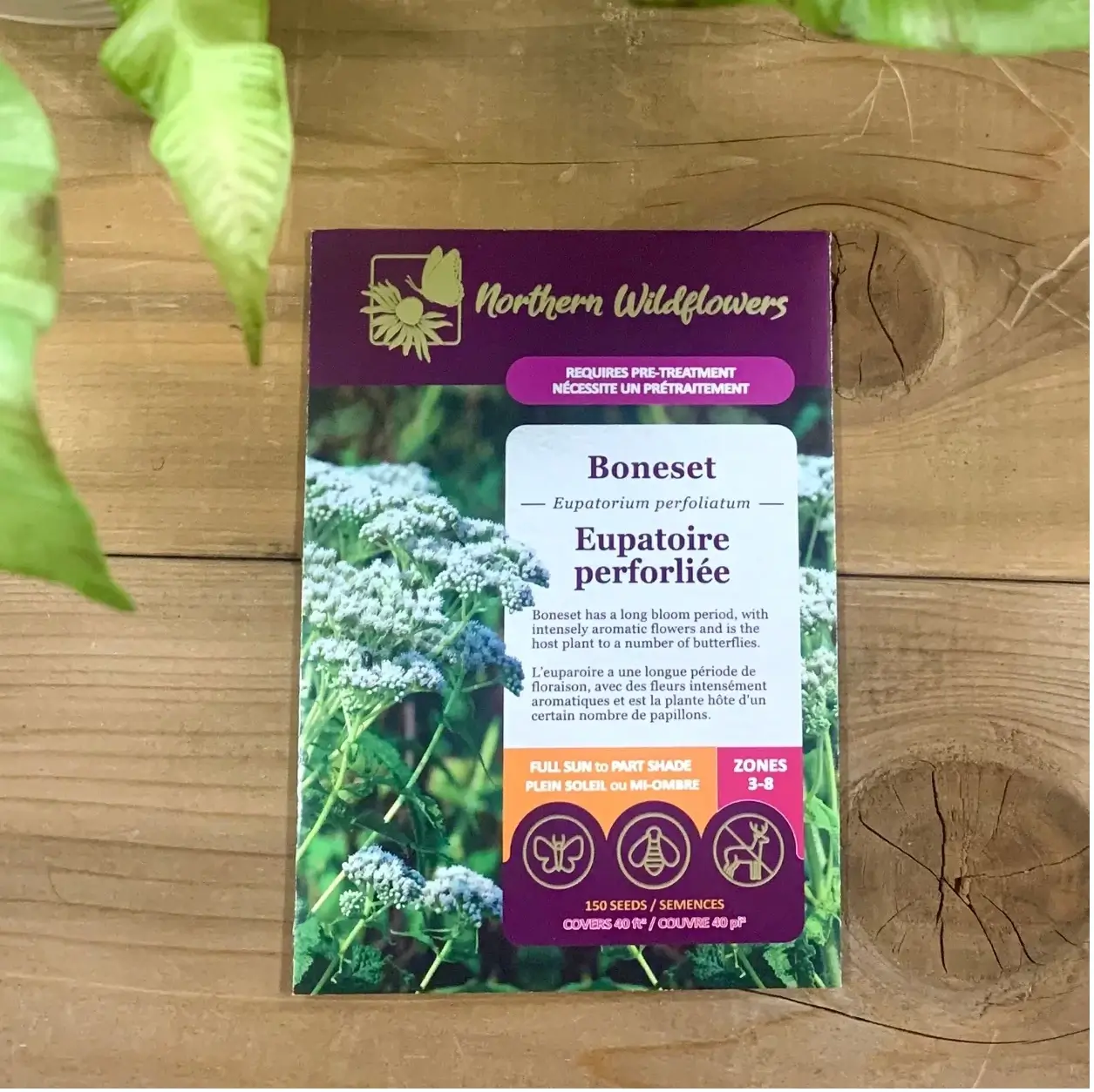 Boneset Seed – Land Care Niagara