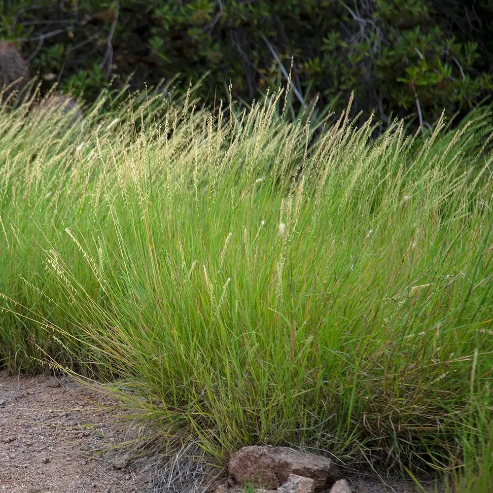 Sideoats Grama Seed – Land Care Niagara