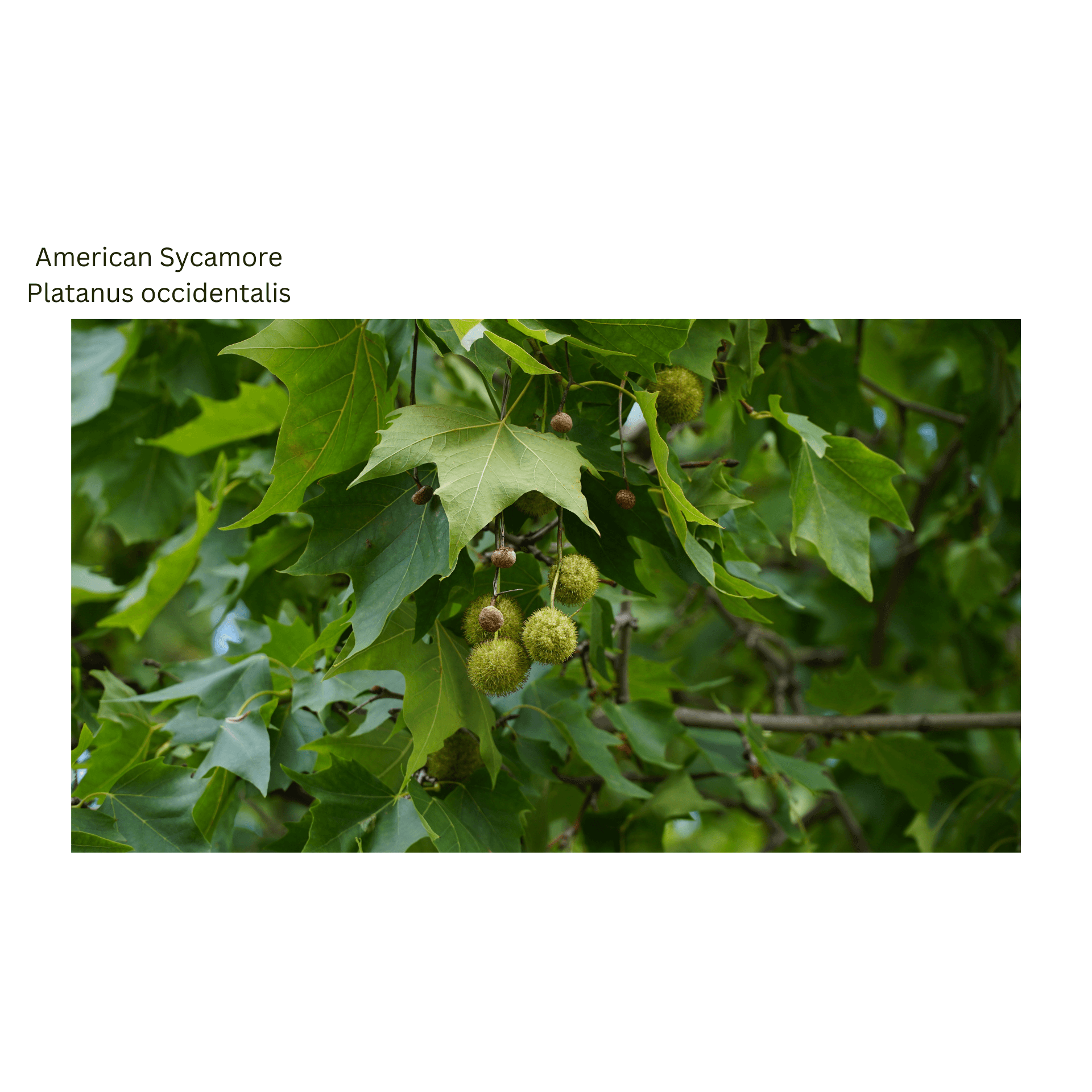 Deciduous Trees – Land Care Niagara