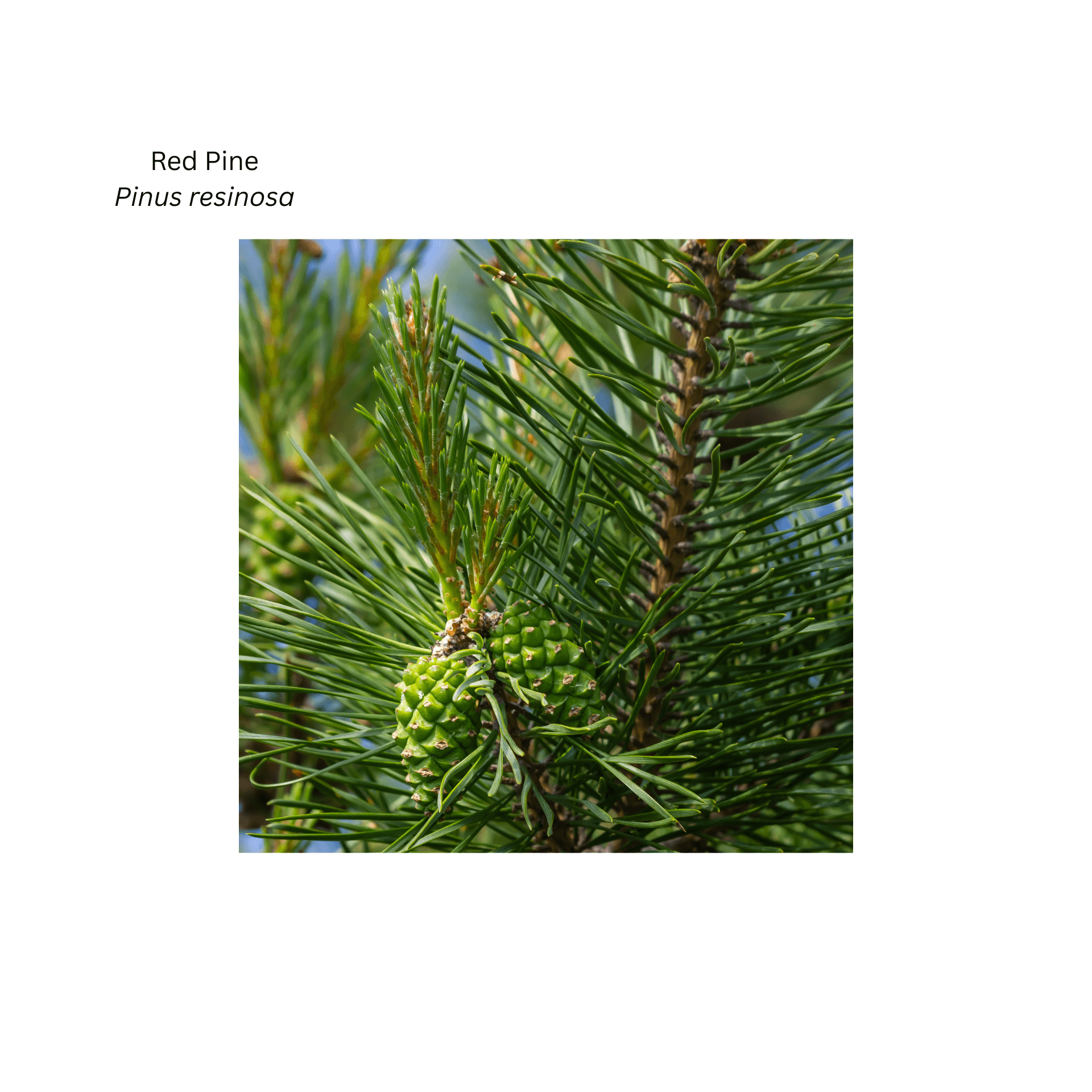 Red Pine – Land Care Niagara