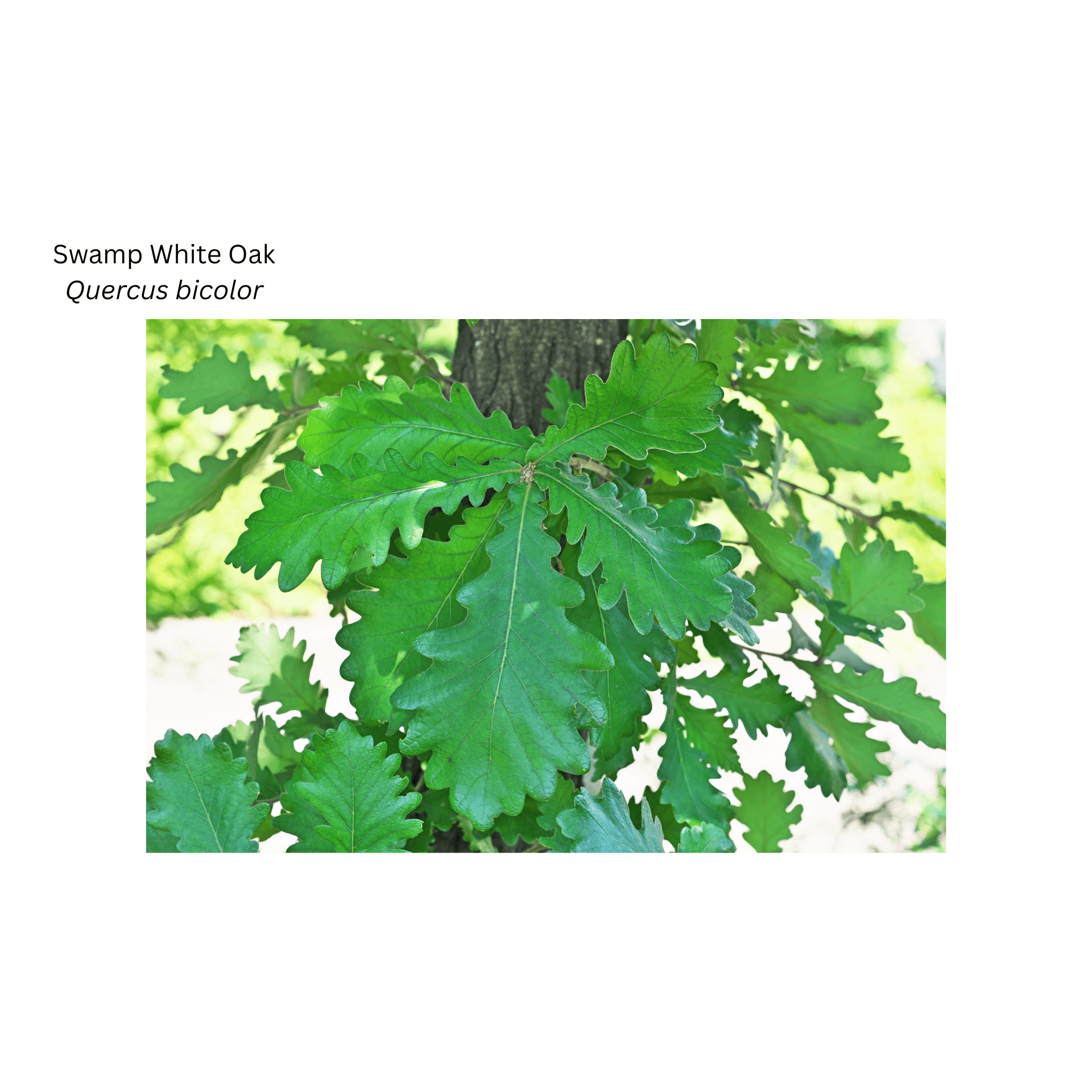 Swamp White Oak – Land Care Niagara
